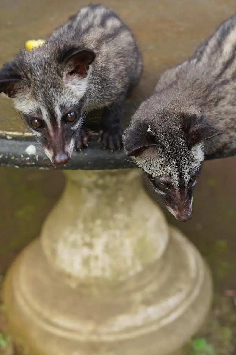 Weasel Coffee Farm Tour - Dalat Kopi Luwak